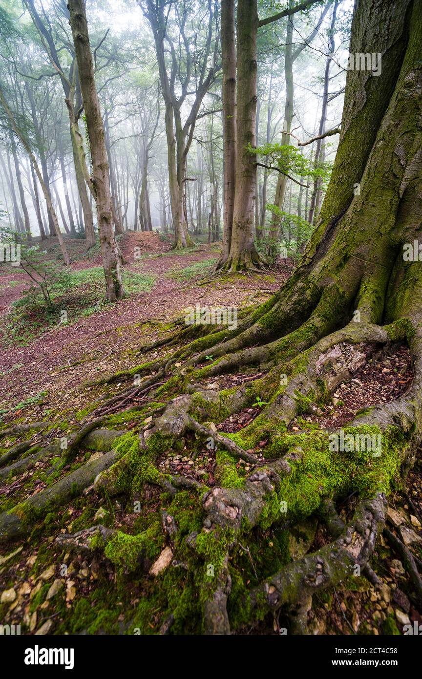 Old tree roots in a woods near Stow-on-the-Wold in The Cotswolds ...