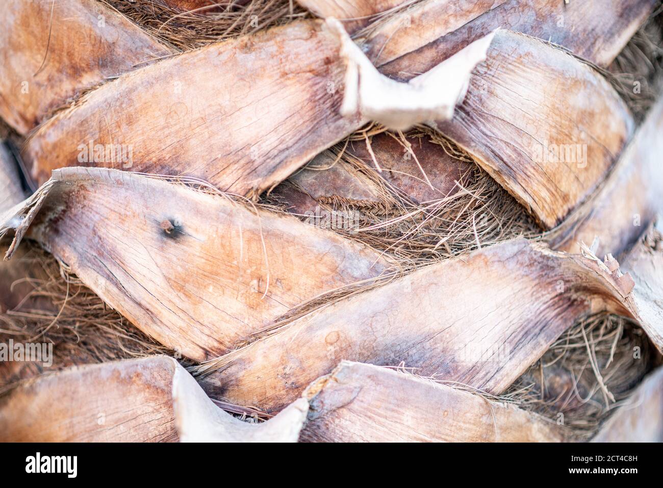 Tree Trunk Background With Rough Light Brown And Beige Palm Tree Cortex ...