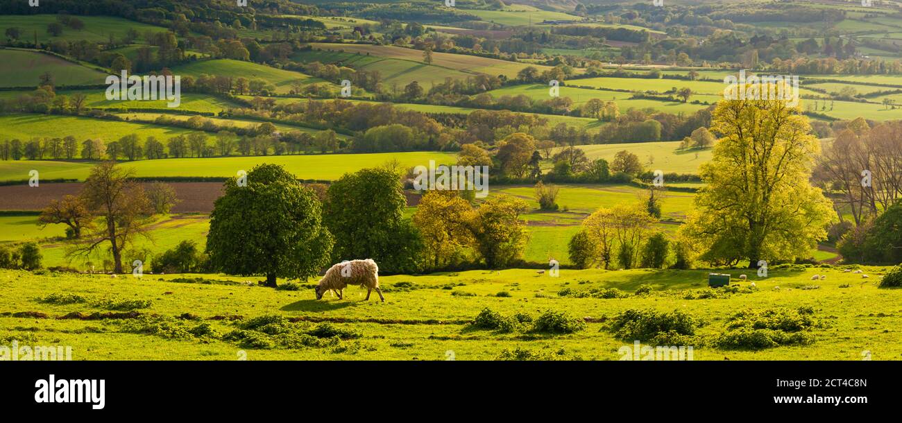 Autumn colours at sunset, Winchcombe and the Sudely Valley, The ...