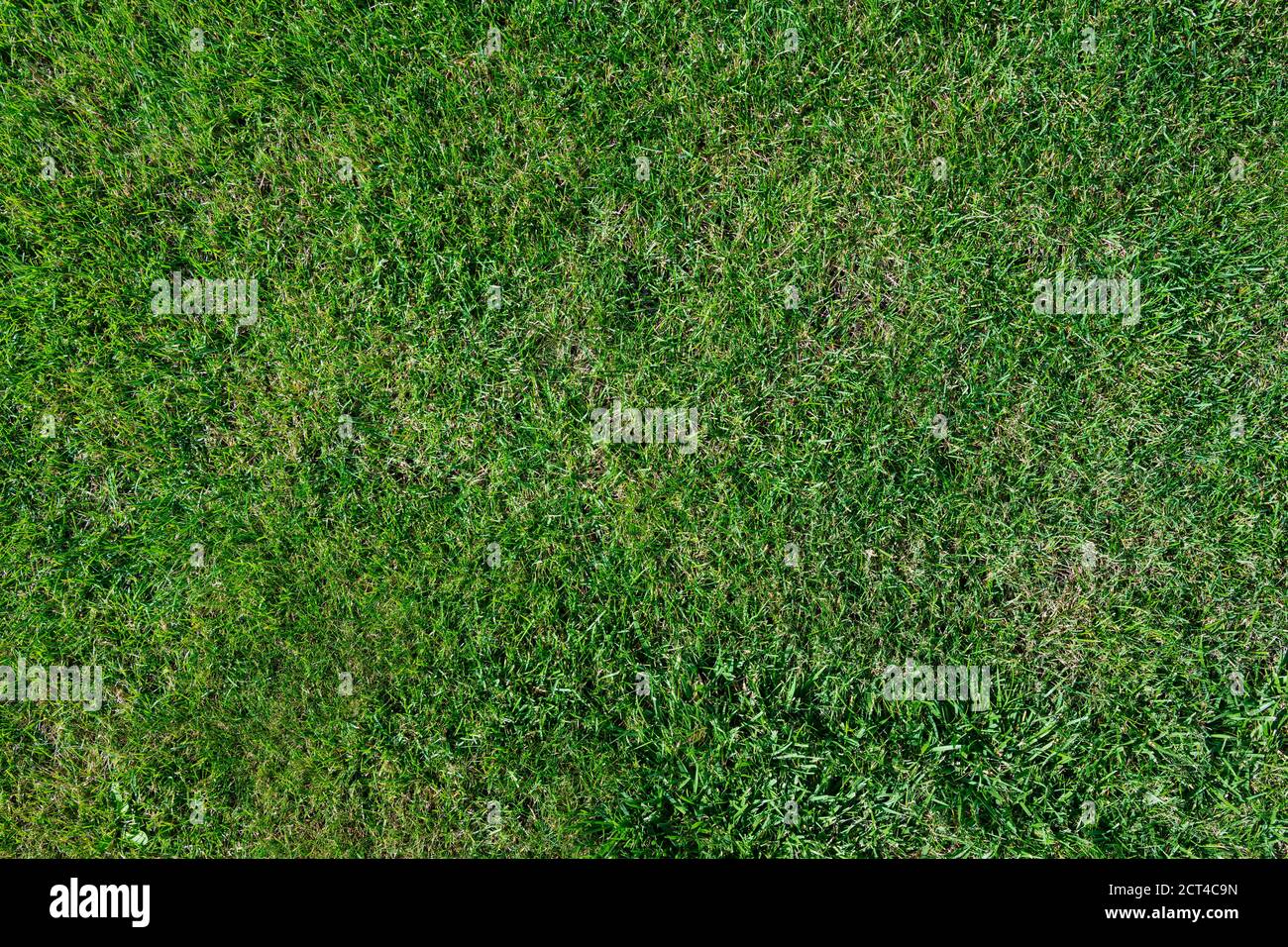 green grass on a lawn, top view background Stock Photo - Alamy