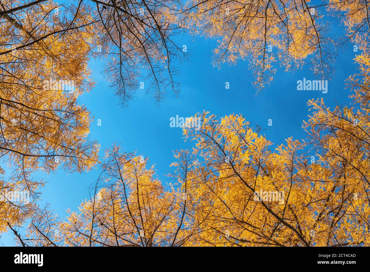 Trees looking up leaves hi-res stock photography and images - Alamy