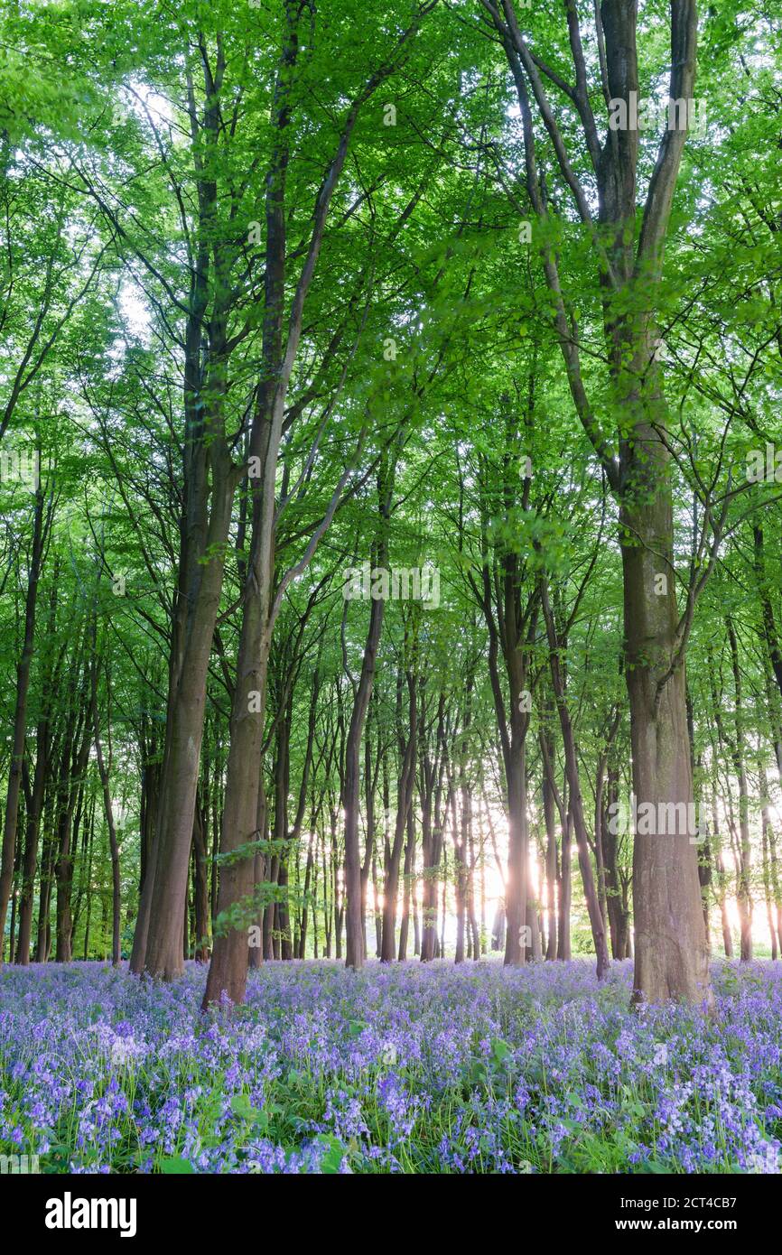 Woods and forest in oxford uk hi-res stock photography and images - Alamy