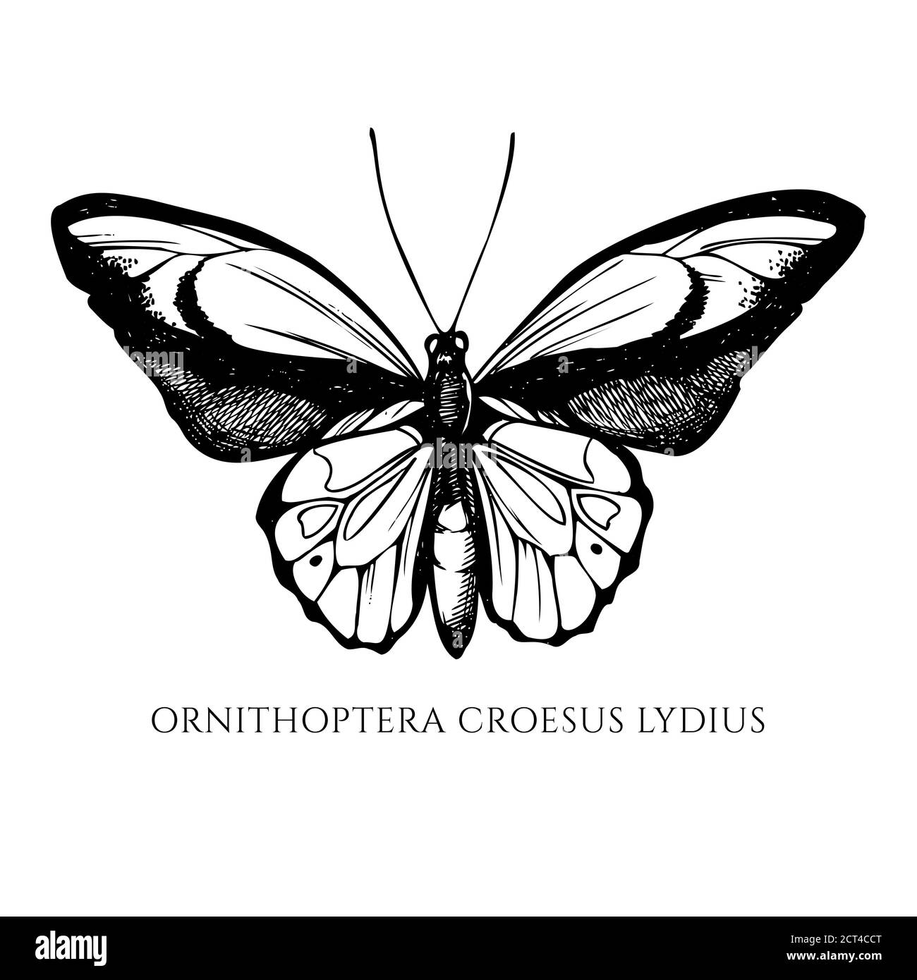 Vector set of hand drawn black and white wallace s golden birdwing ...