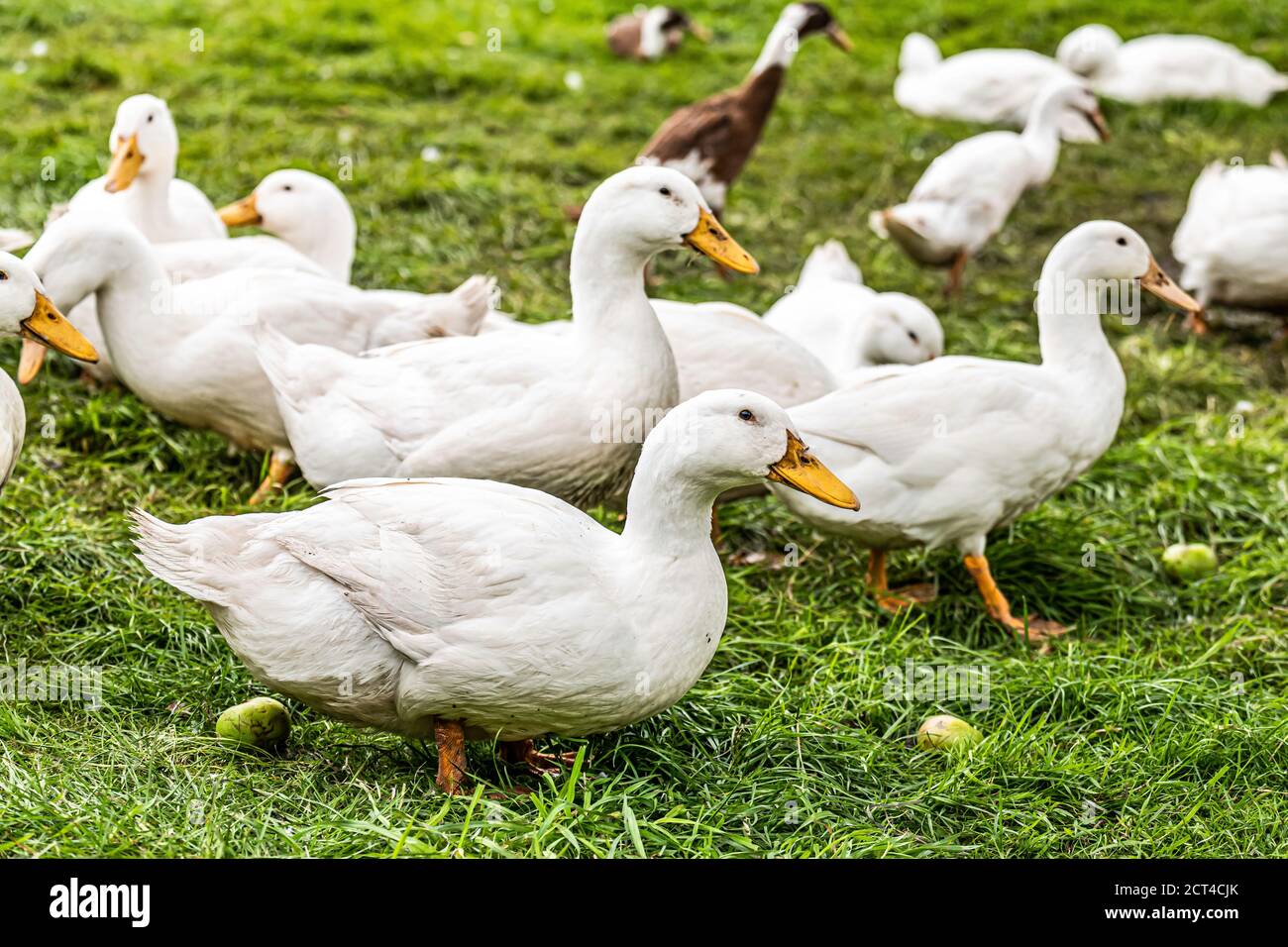 Free Range Ducks High Resolution Stock Photography and Images - Alamy