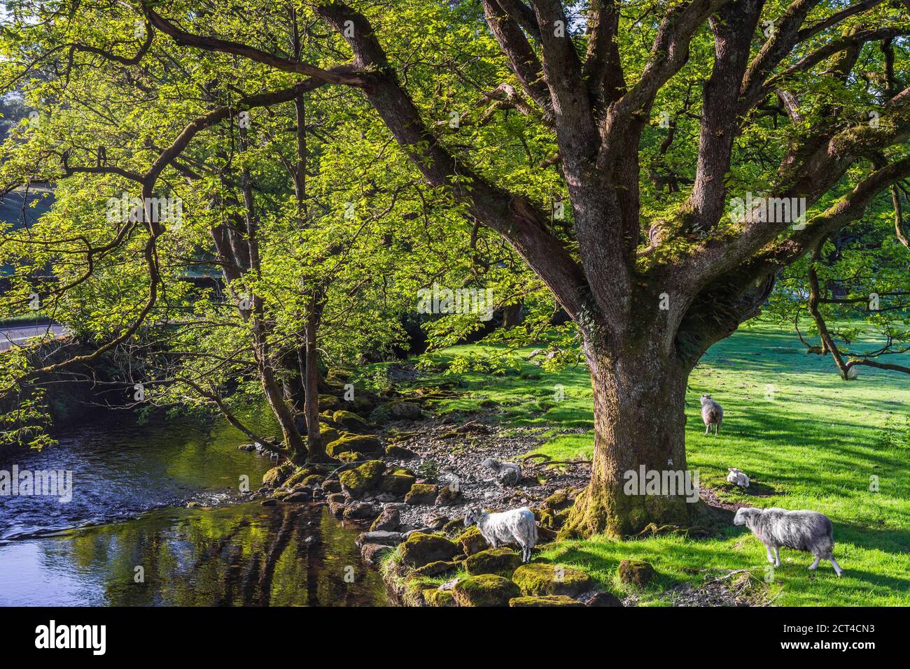 Lake district autumn tree hi-res stock photography and images - Alamy