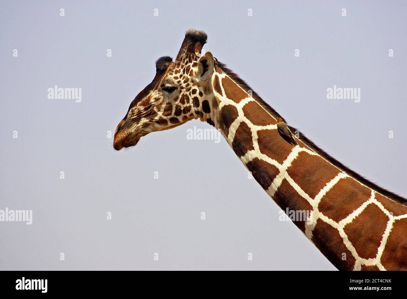 Reticulated Giraffe, giraffa camelopardalis reticulata with Bird on its ...