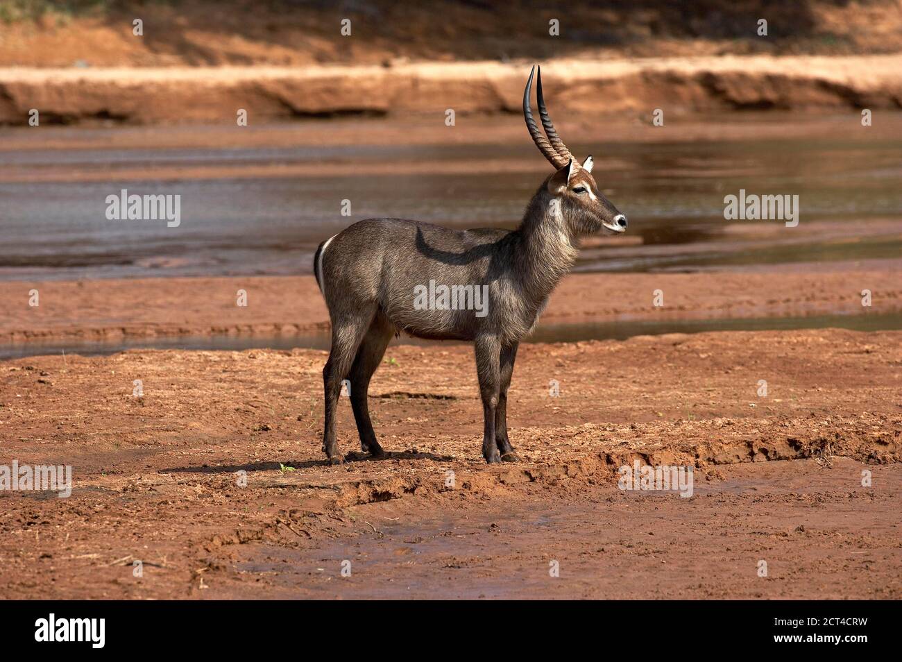 Common Waterbuck, kobus ellipsiprymnus, Male standing near River, Kenya ...