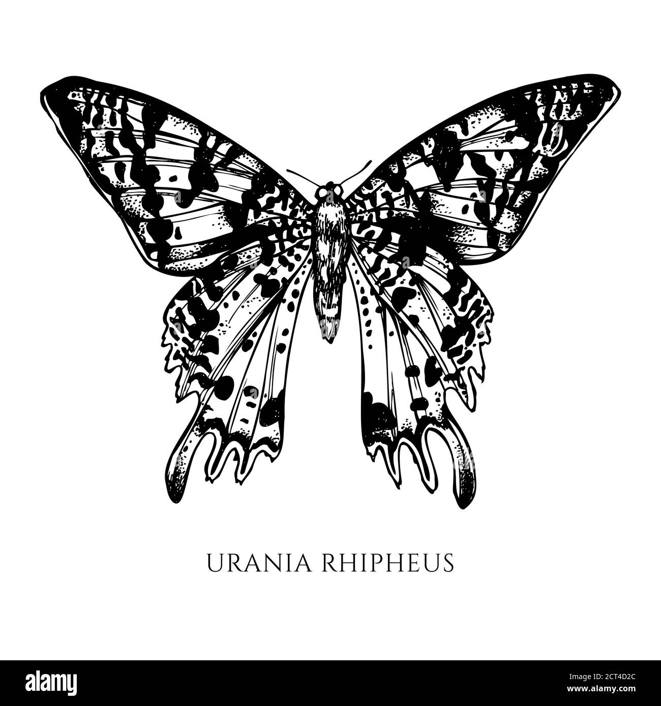 Vector set of hand drawn black and white madagascan sunset moth Stock ...