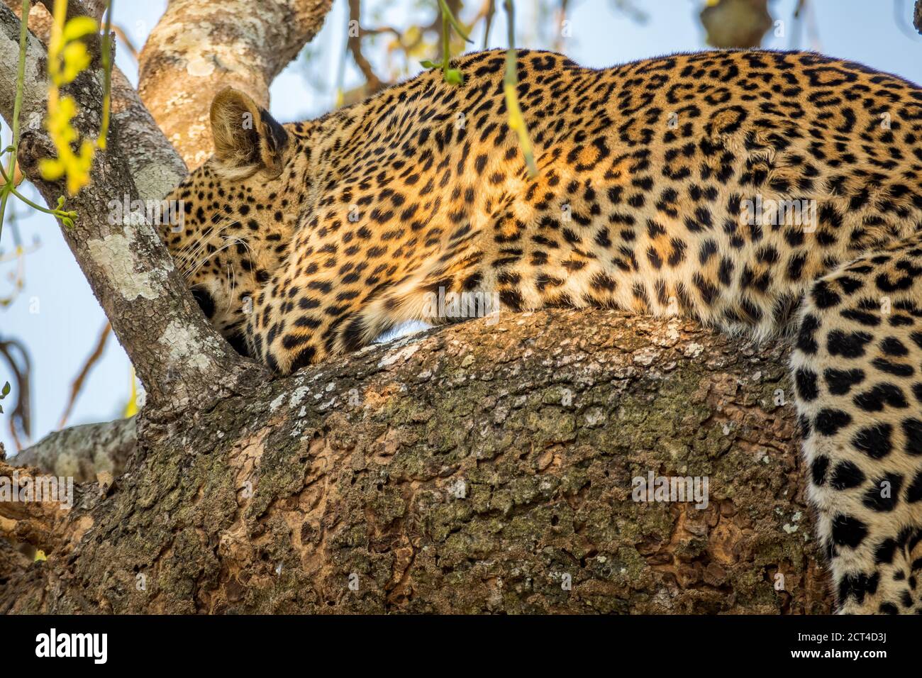 Leopard top view hi-res stock photography and images - Alamy