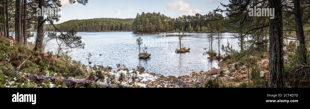 Rothiemurchus forest hi-res stock photography and images - Alamy