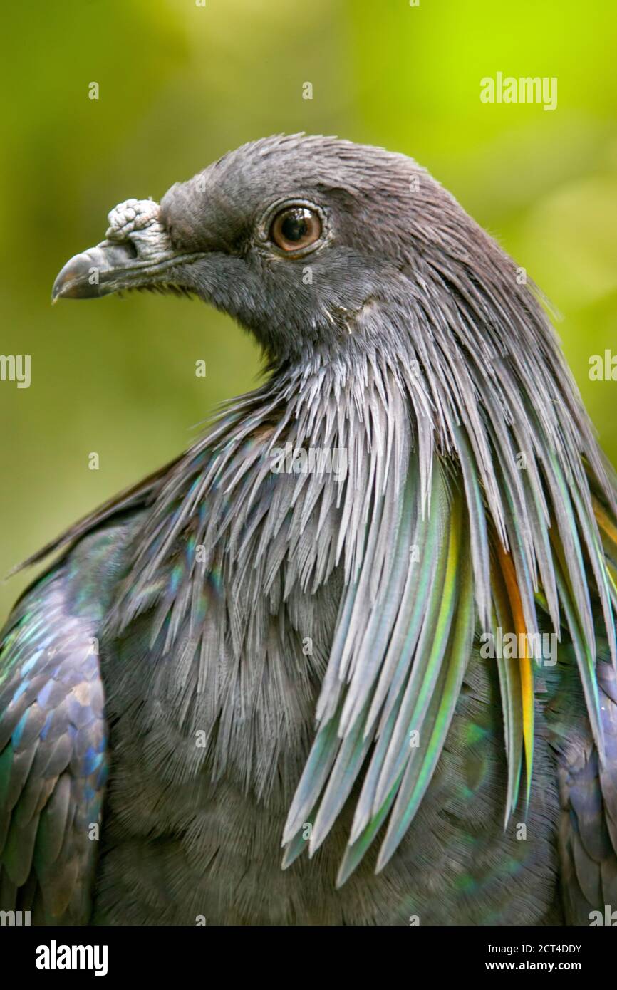 India and solomon islands hi-res stock photography and images - Alamy