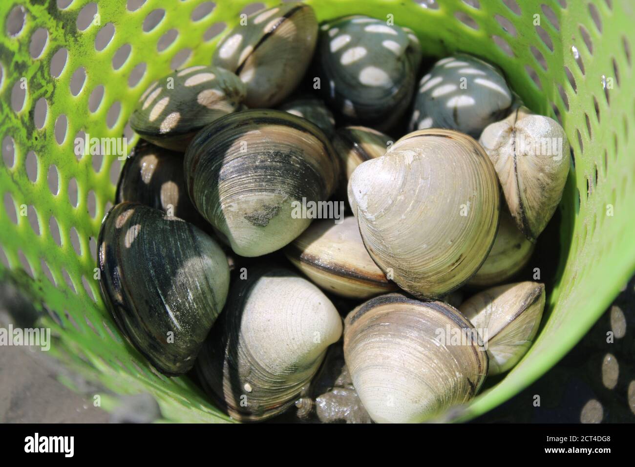 Clam closed hi-res stock photography and images - Alamy
