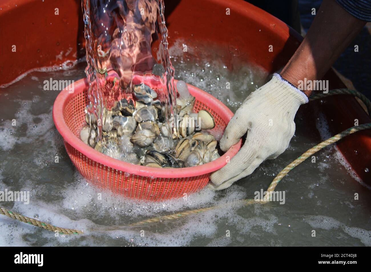 Man washing freshly dug live clams Stock Photo - Alamy