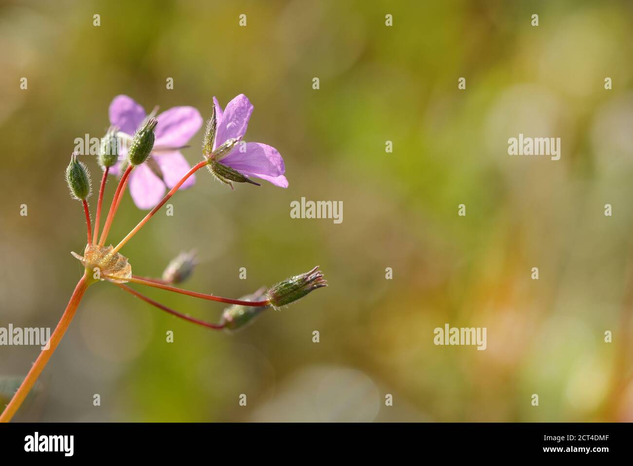 Cicutarium hi-res stock photography and images - Alamy