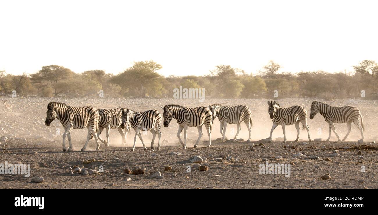 Dazzle reflex hi-res stock photography and images - Alamy