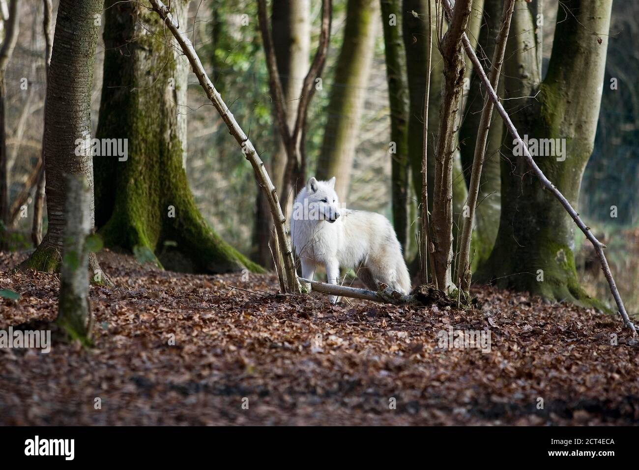 Arctic Wolf, canis lupus tundrarum, Adult standing on Dried Leaves in ...