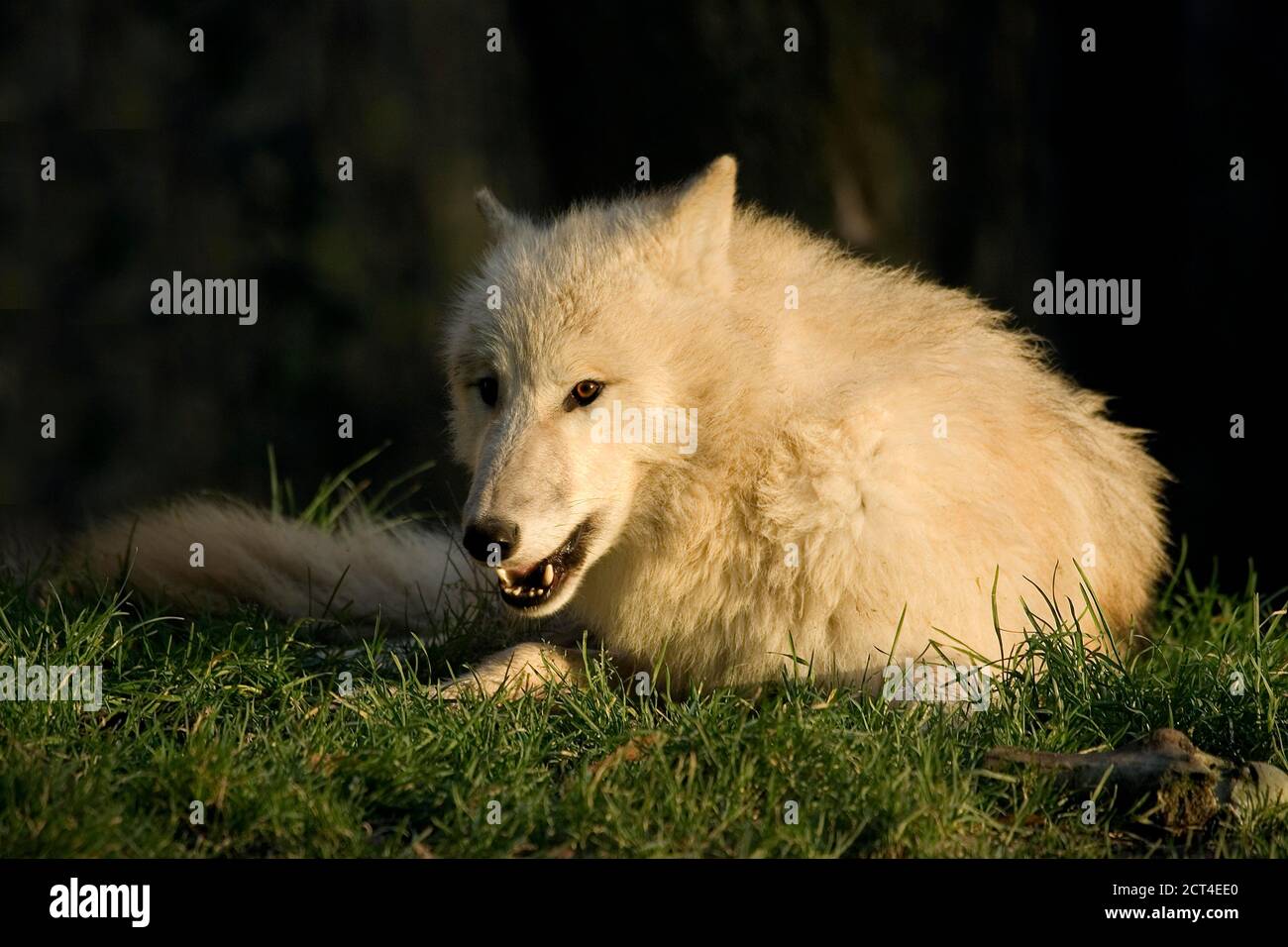 Arctic wolf canis lupus three hi-res stock photography and images - Alamy