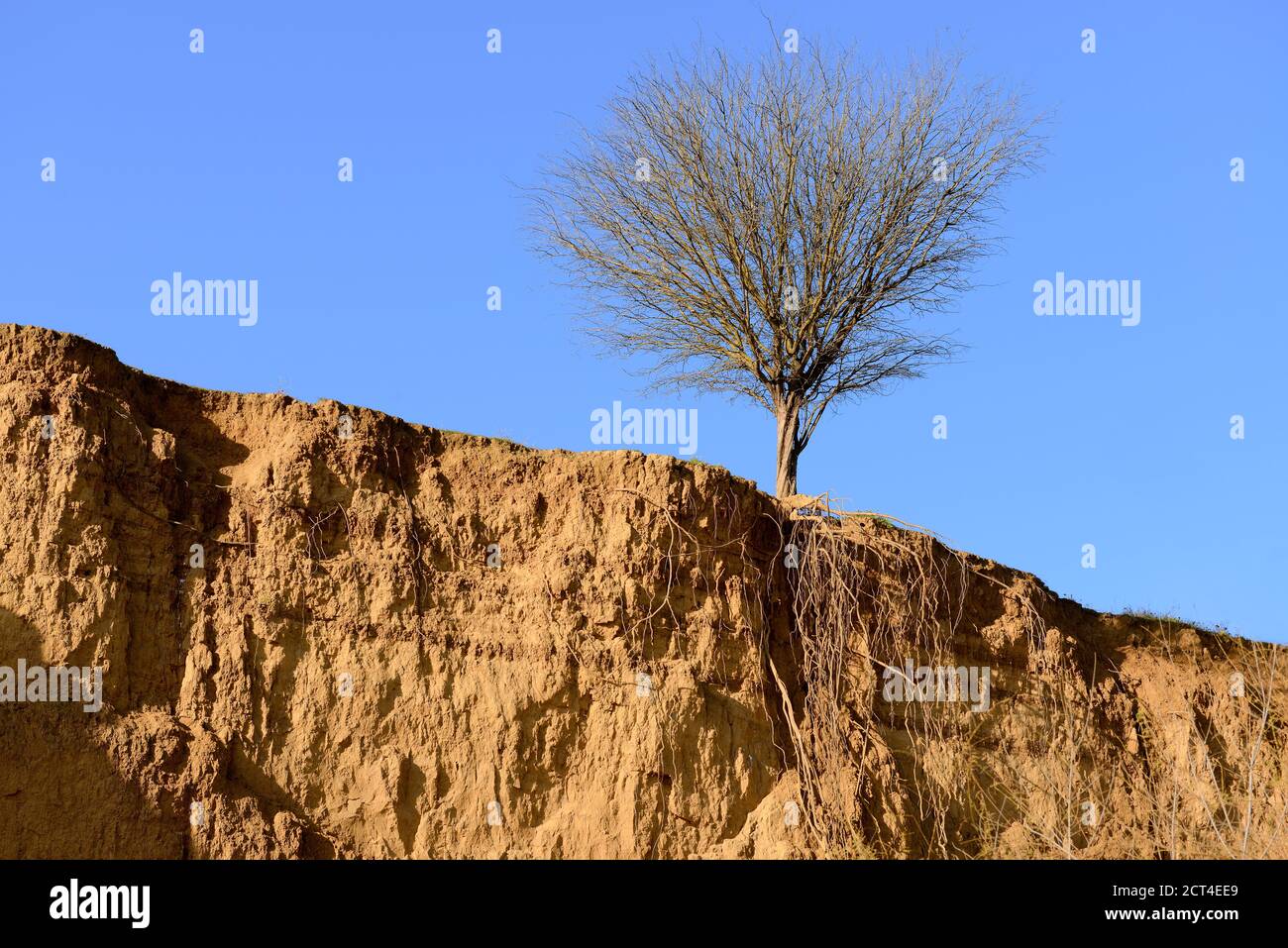 Long Roots High Resolution Stock Photography and Images - Alamy