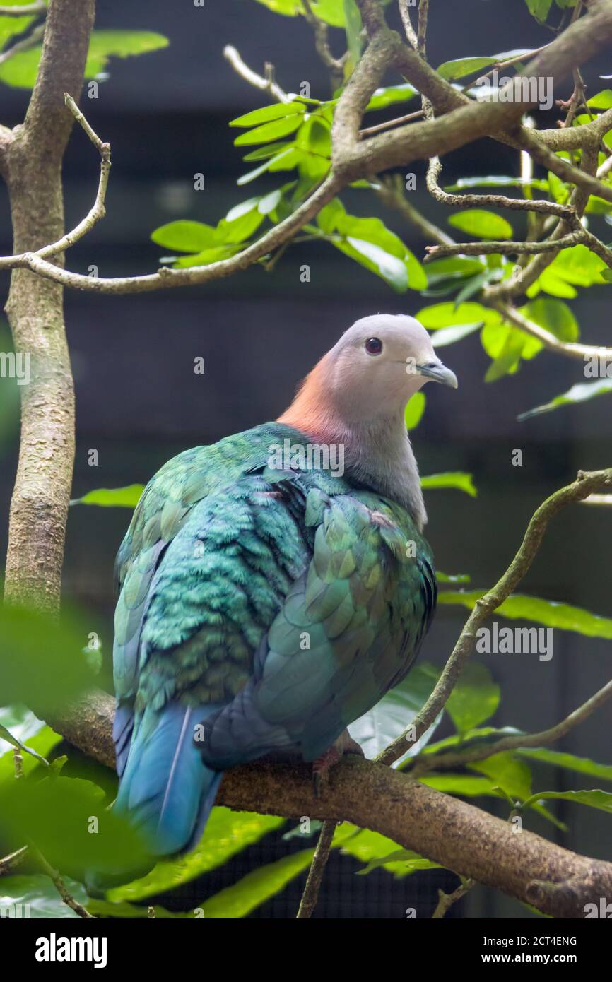 The chestnut-naped imperial pigeon (Ducula aenea paulina) stands on the ...