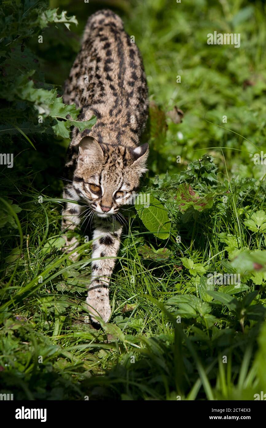 Oncilla leopardus tigrinus hi-res stock photography and images - Alamy