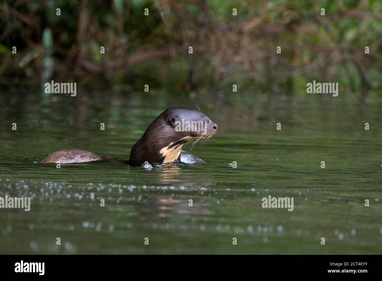 Giant Otter, pteronura brasiliensis, Adult standing in Madre de Dios ...