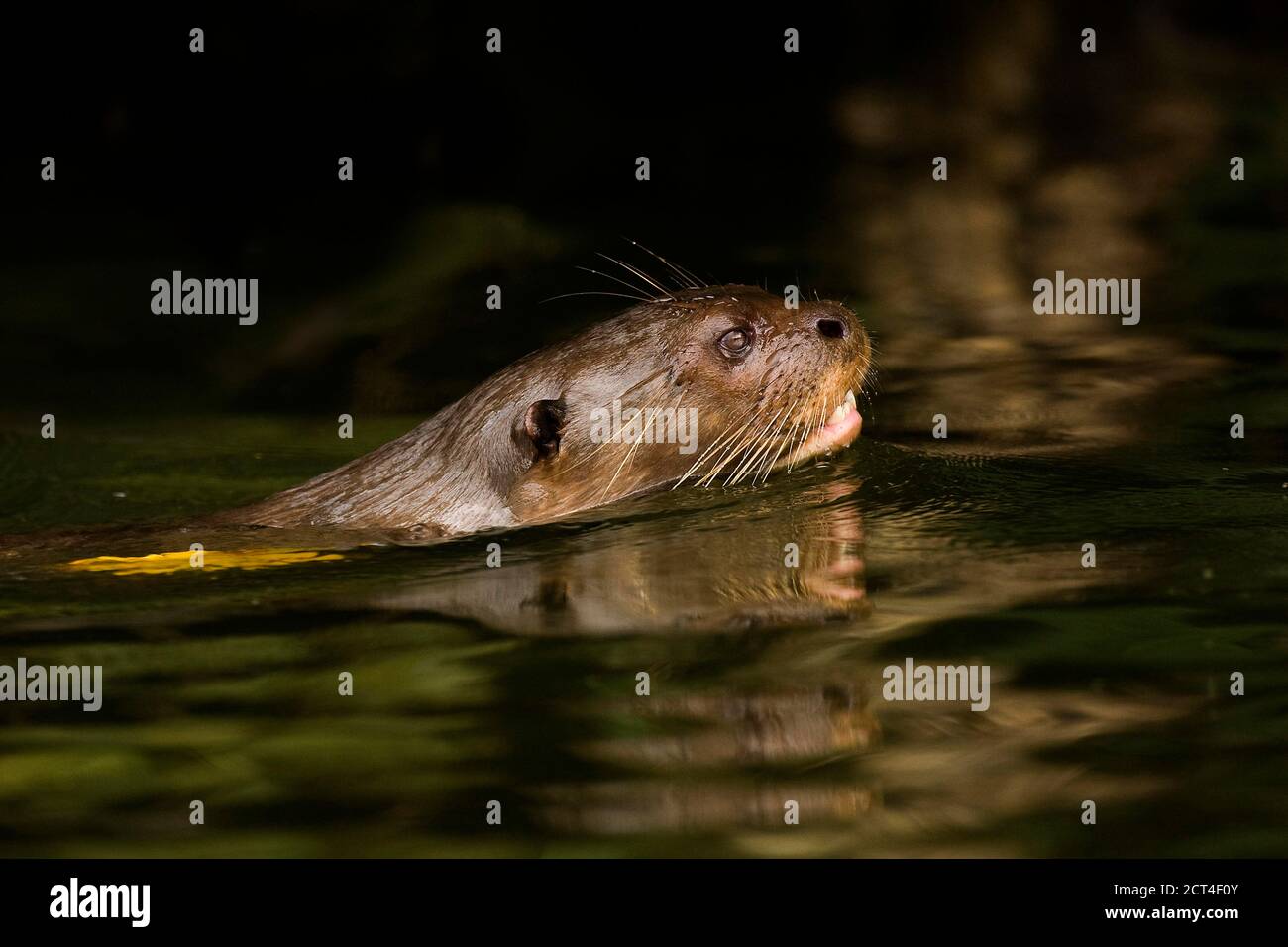 Giant Otter, pteronura brasiliensis, Adult standing in Madre de Dios ...