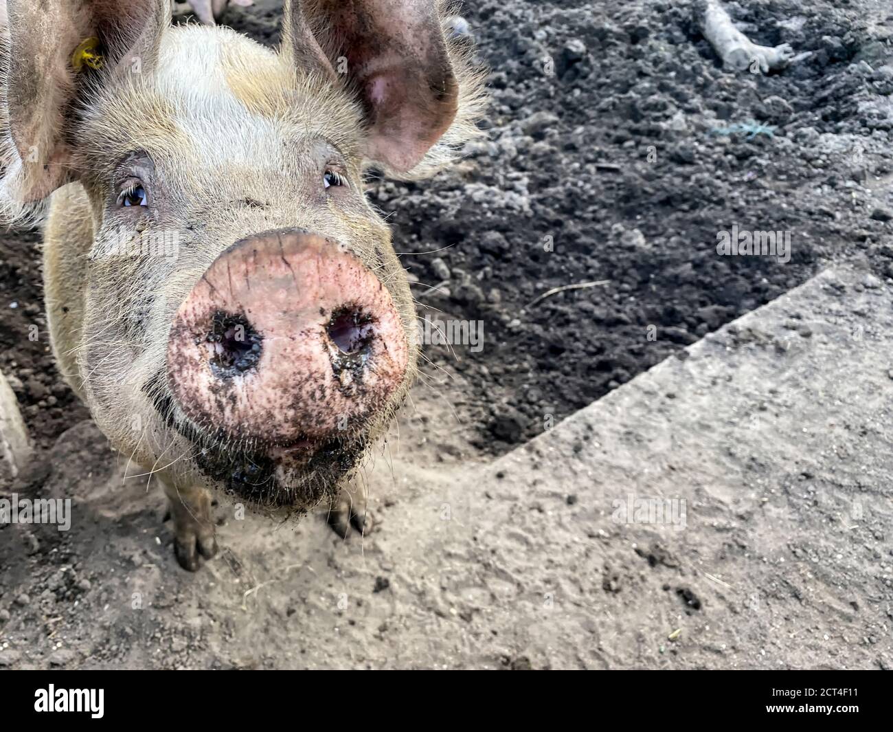 Dirty nostrils hi-res stock photography and images - Alamy