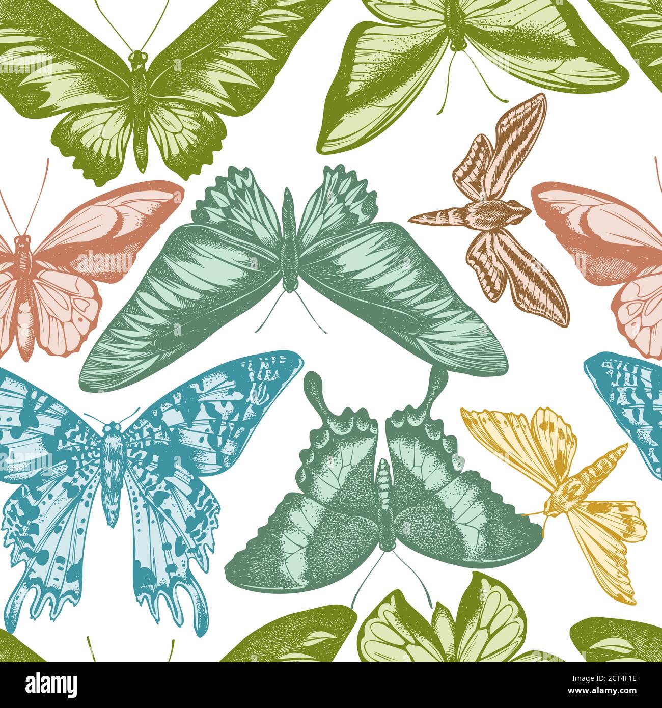 The convolvulus hawk moth Stock Vector Images - Alamy