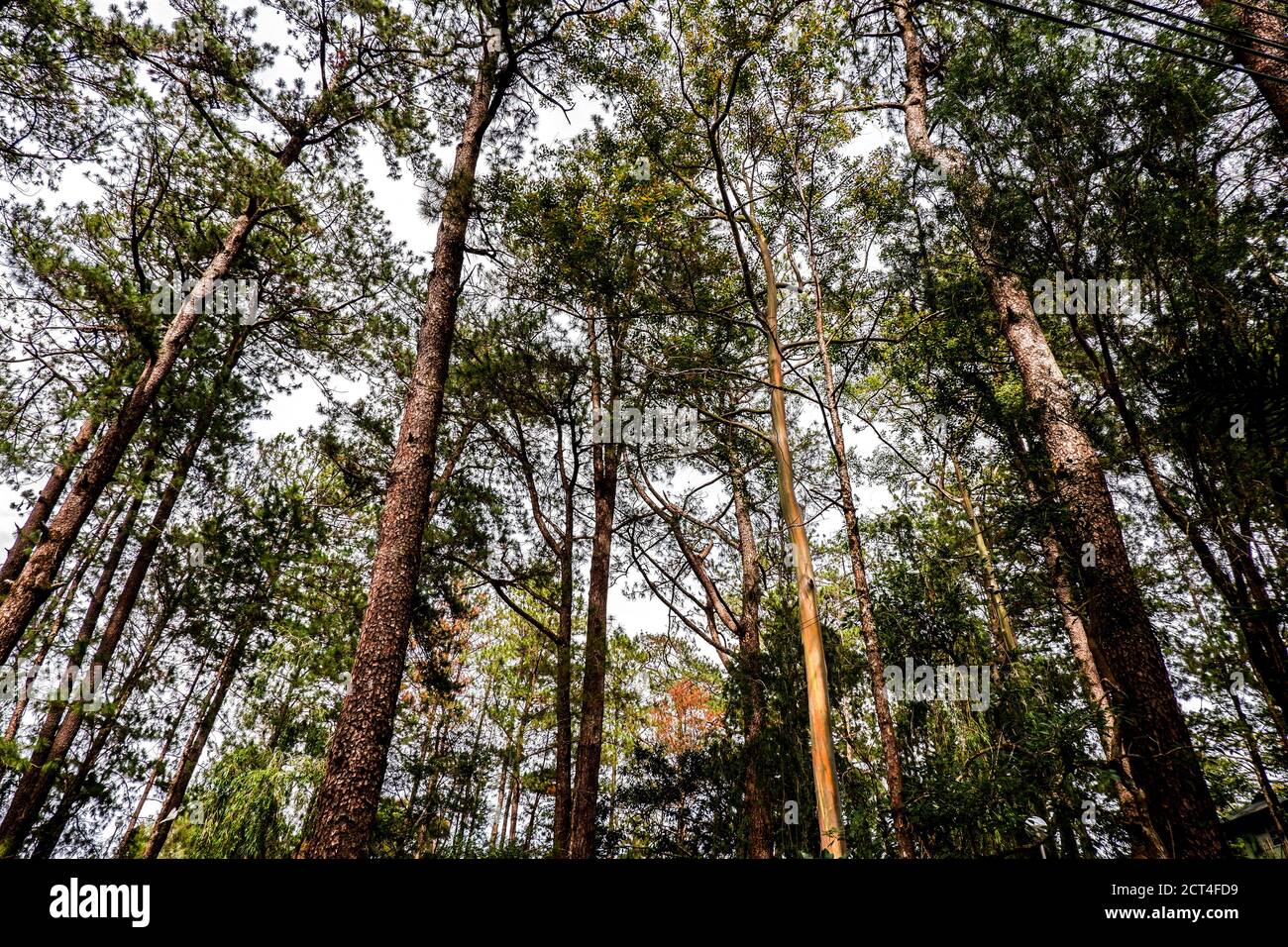 Tall cluster of pine trees background Stock Photo - Alamy