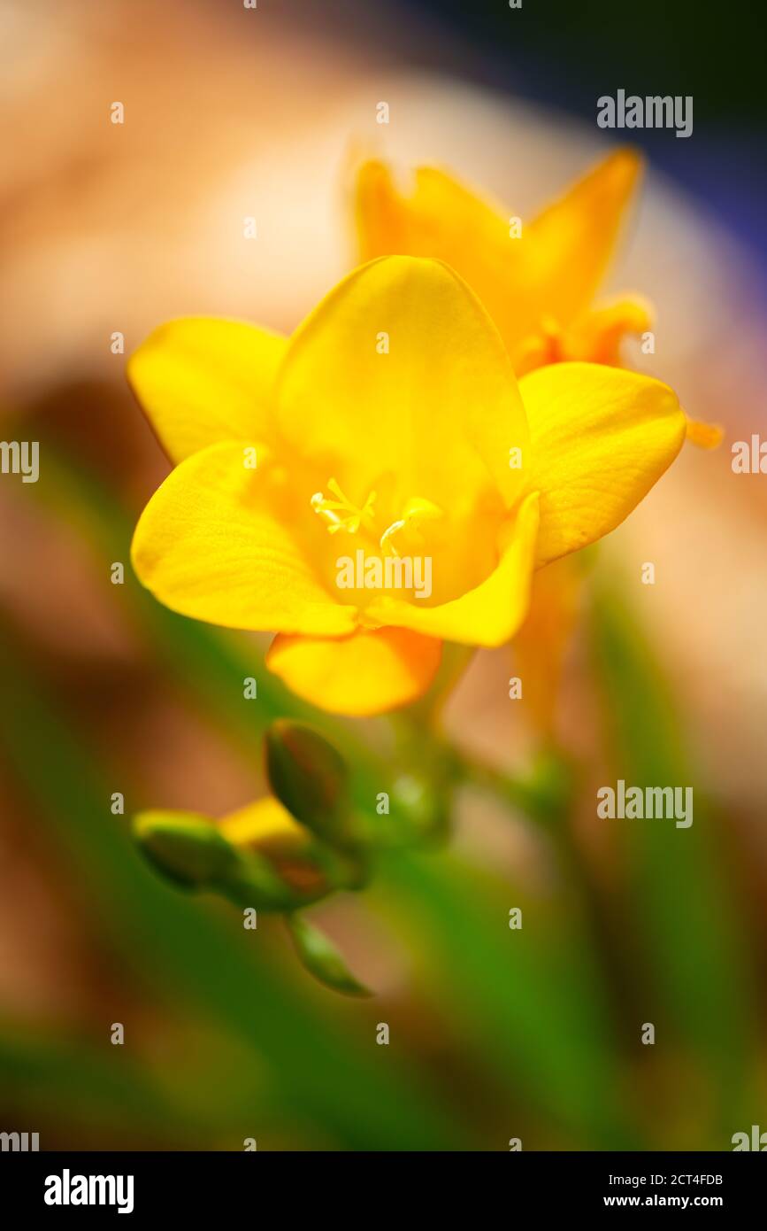 Freesia flower hi-res stock photography and images - Alamy