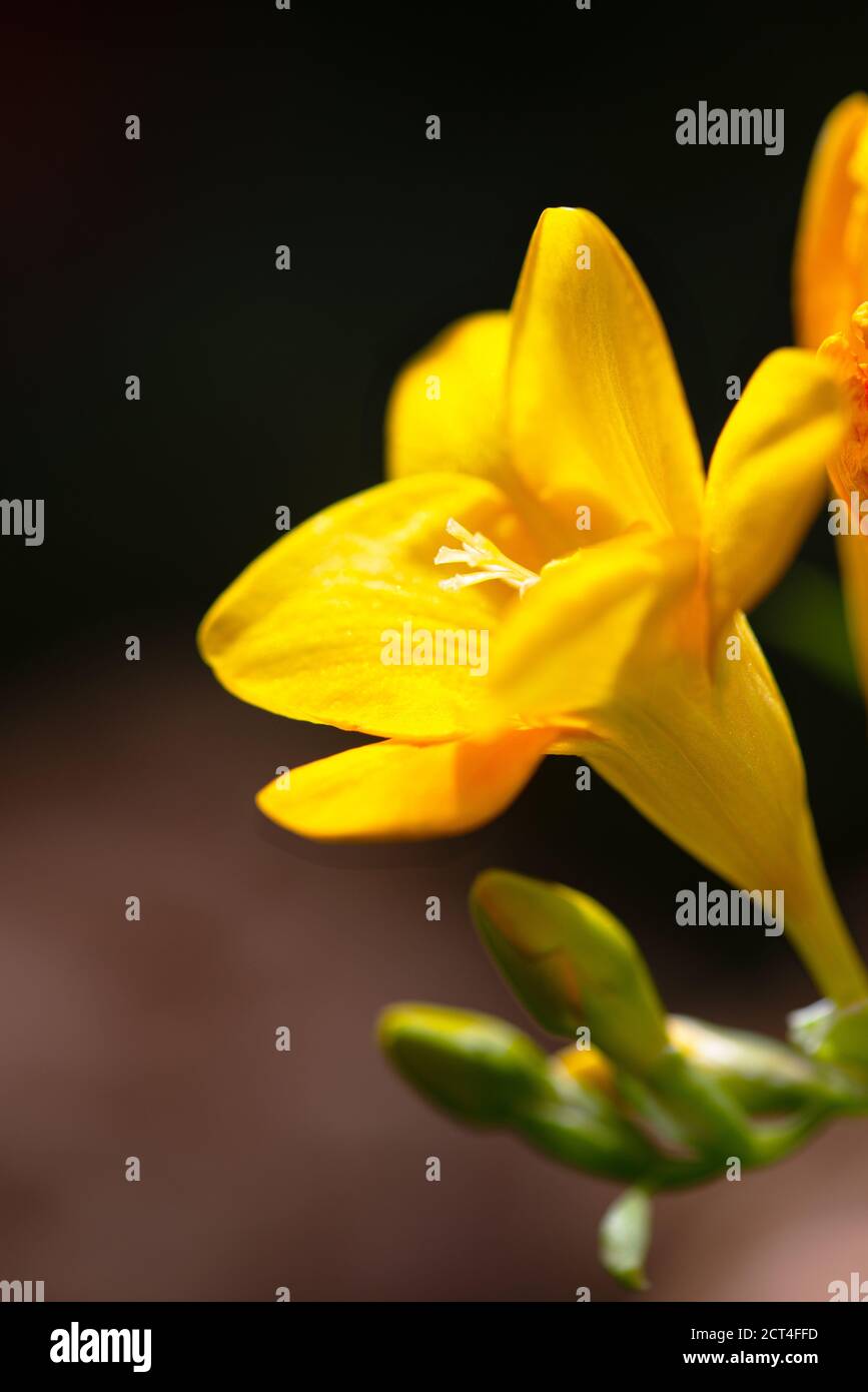 Freesia flower hi-res stock photography and images - Alamy