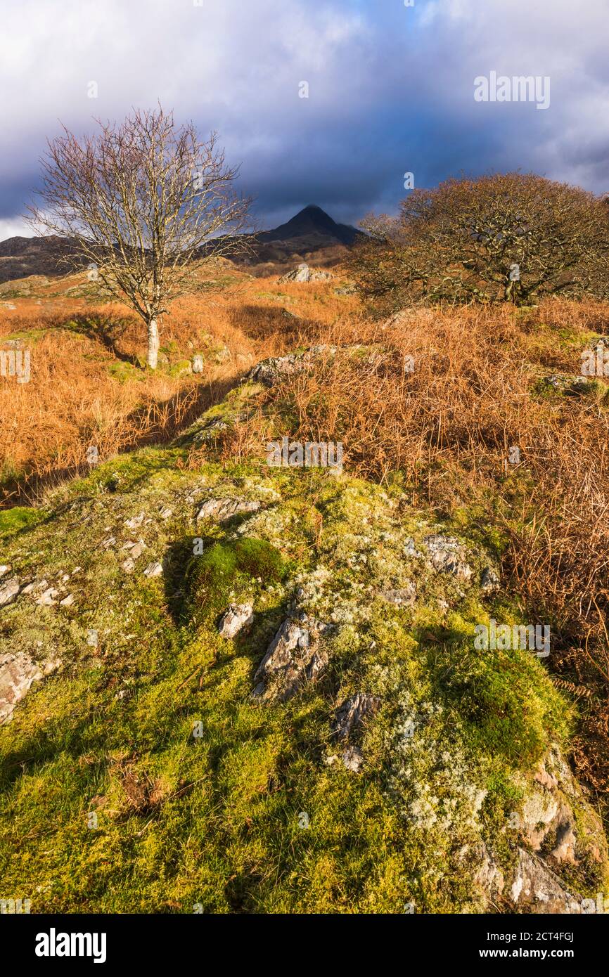 Cnicht seen from Croesor Valley, Snowdonia National Park, North Wales ...