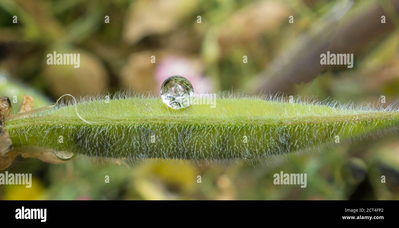 Water sweet pea uk hi-res stock photography and images - Alamy