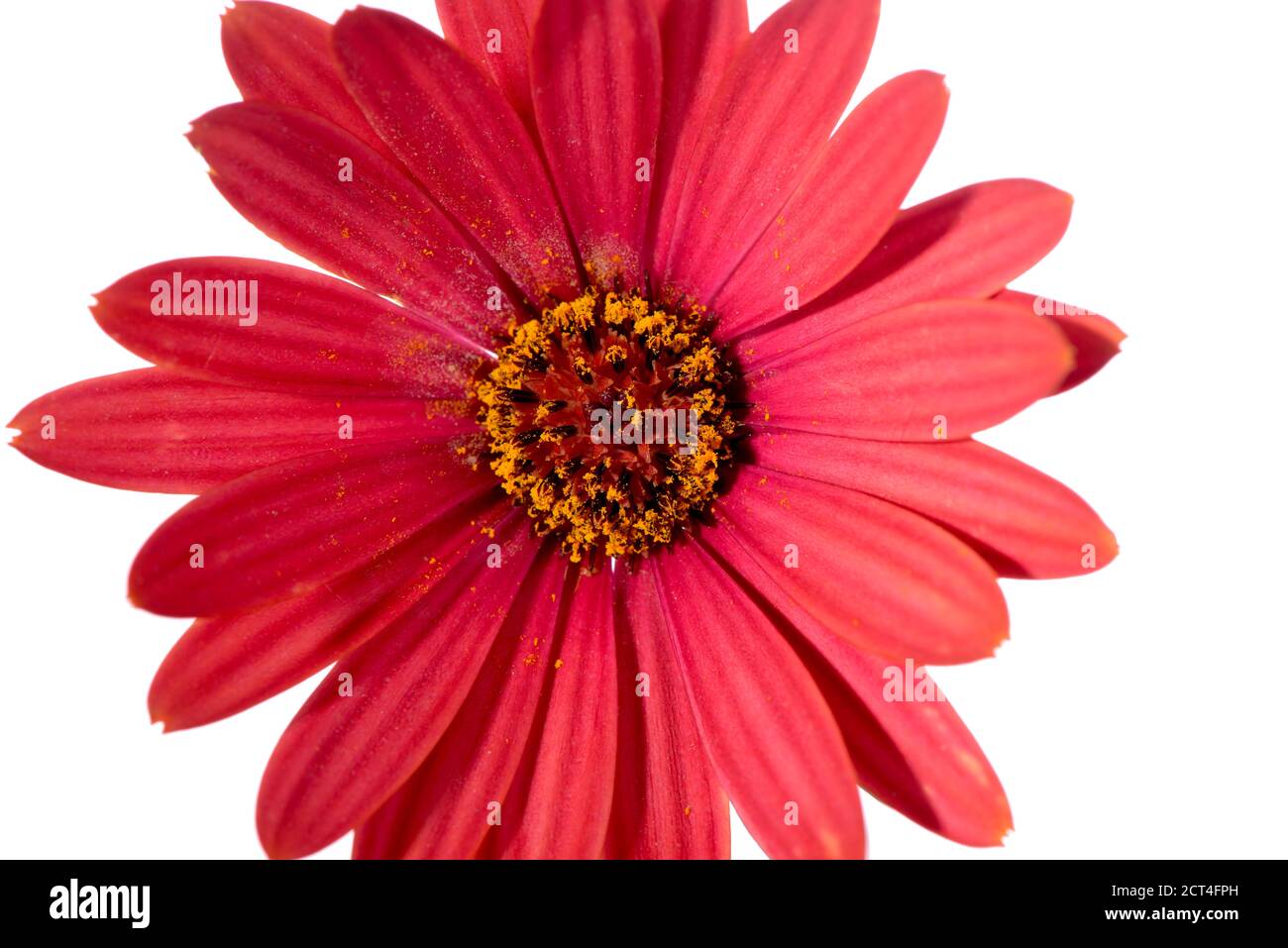 Osteospermum Red High Resolution Stock Photography and Images - Alamy