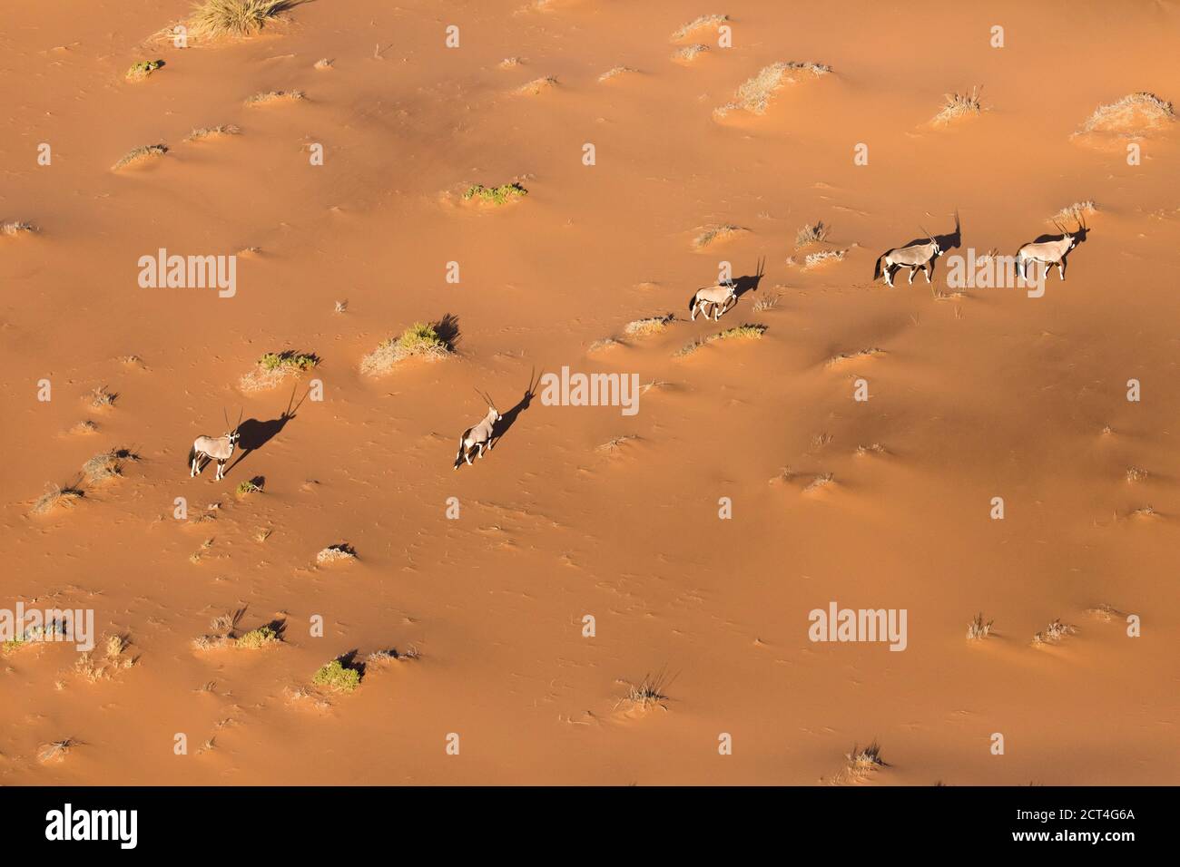 A herd of Oryx or Gemsbok seen in the red sand dunes of Namibia Stock ...
