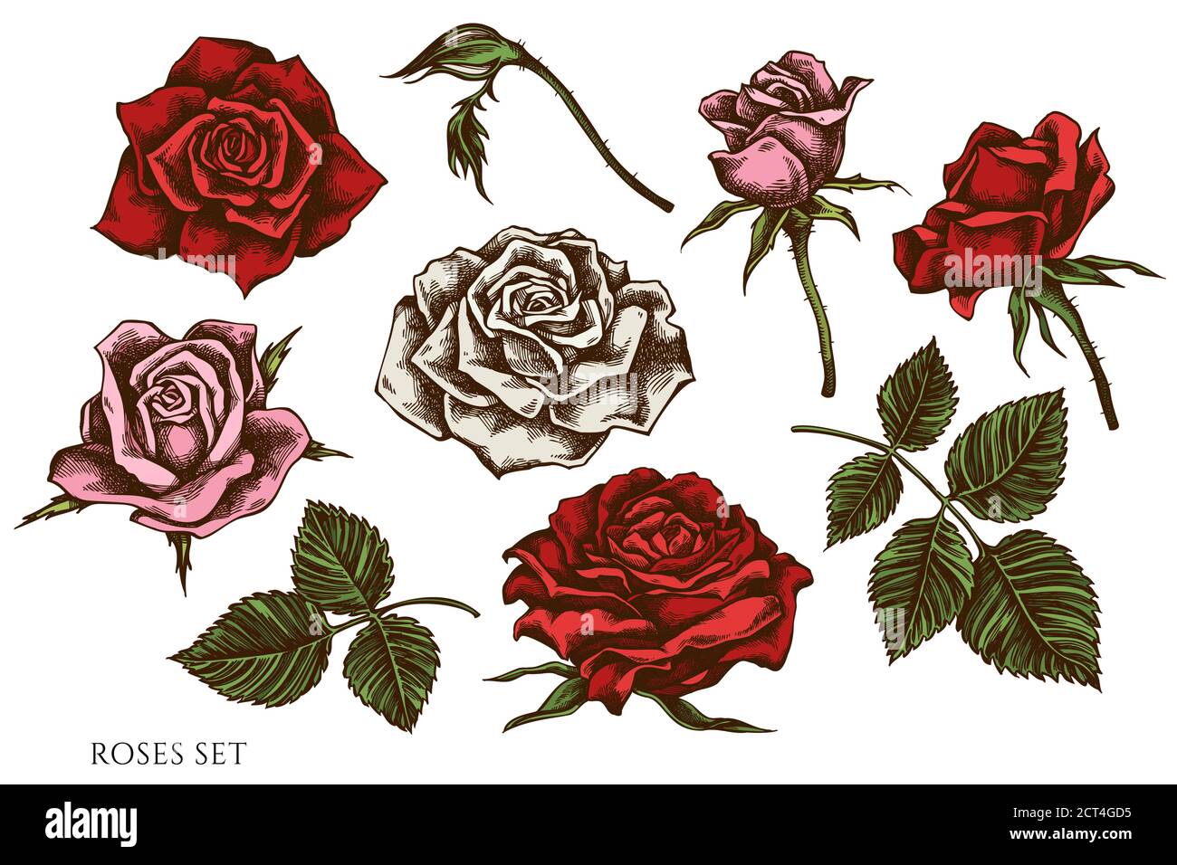 Vector set of hand drawn colored roses Stock Vector Image & Art - Alamy