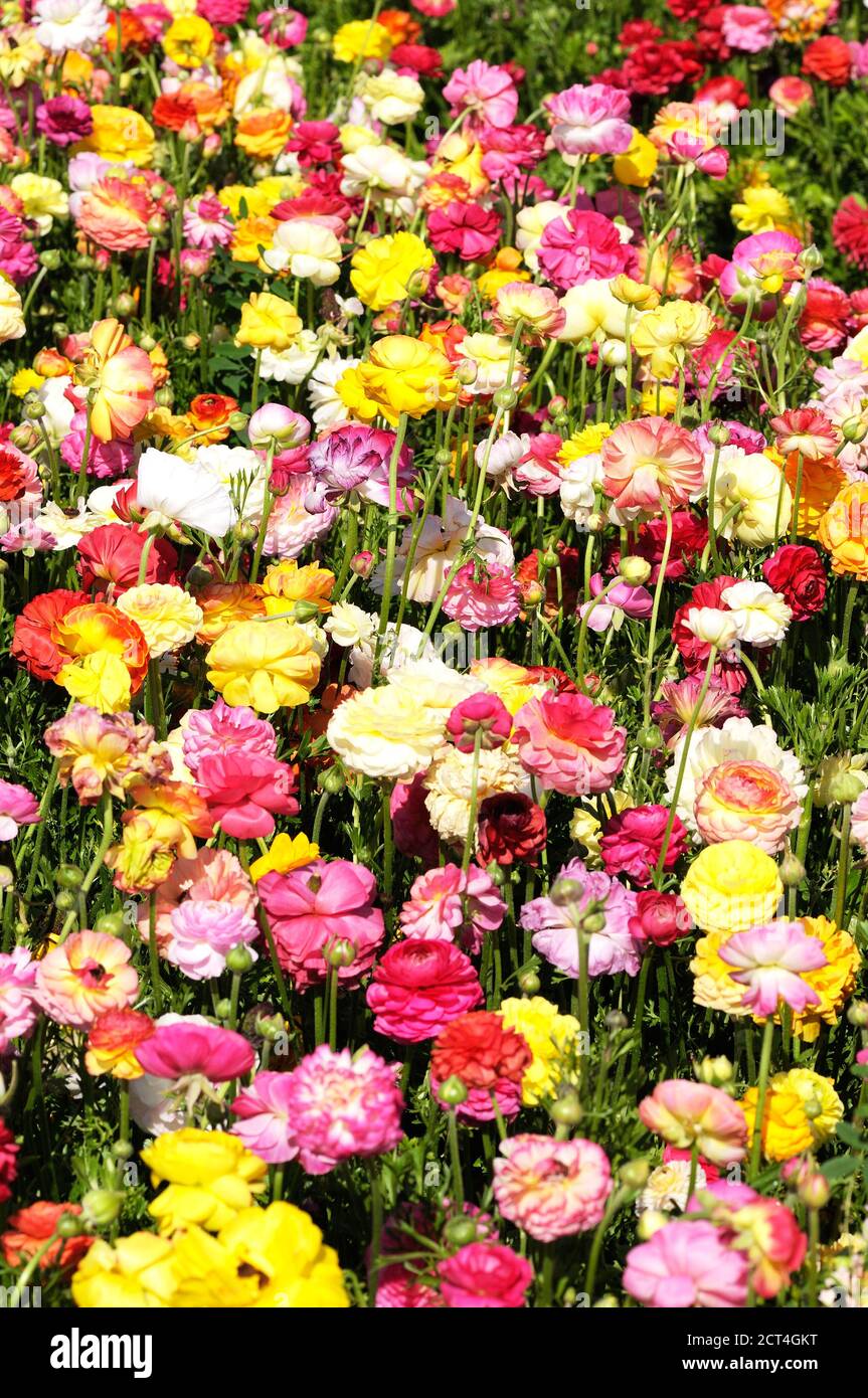 Boundless field hi-res stock photography and images - Alamy