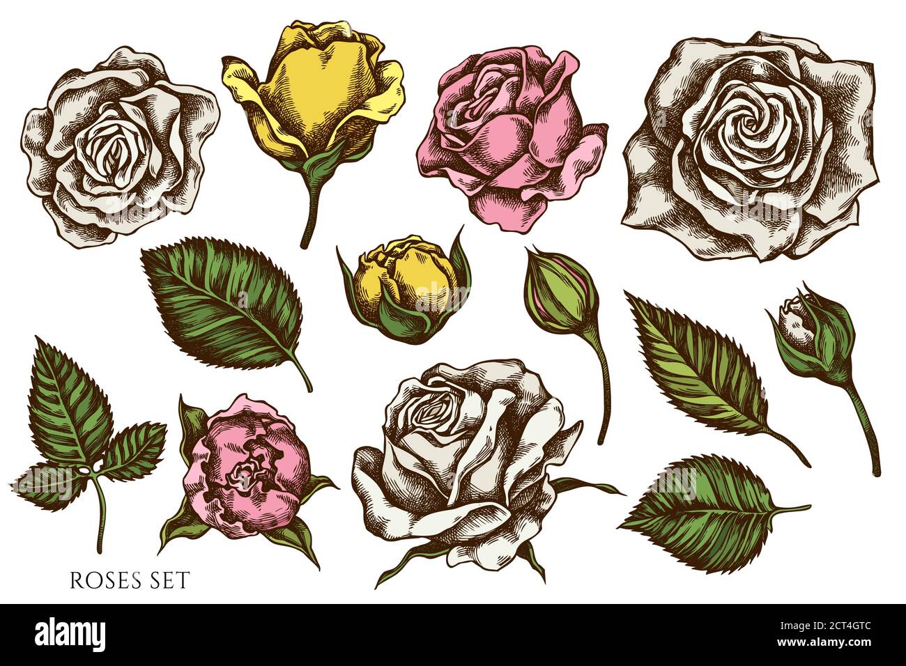 Vector set of hand drawn colored roses Stock Vector Image & Art - Alamy