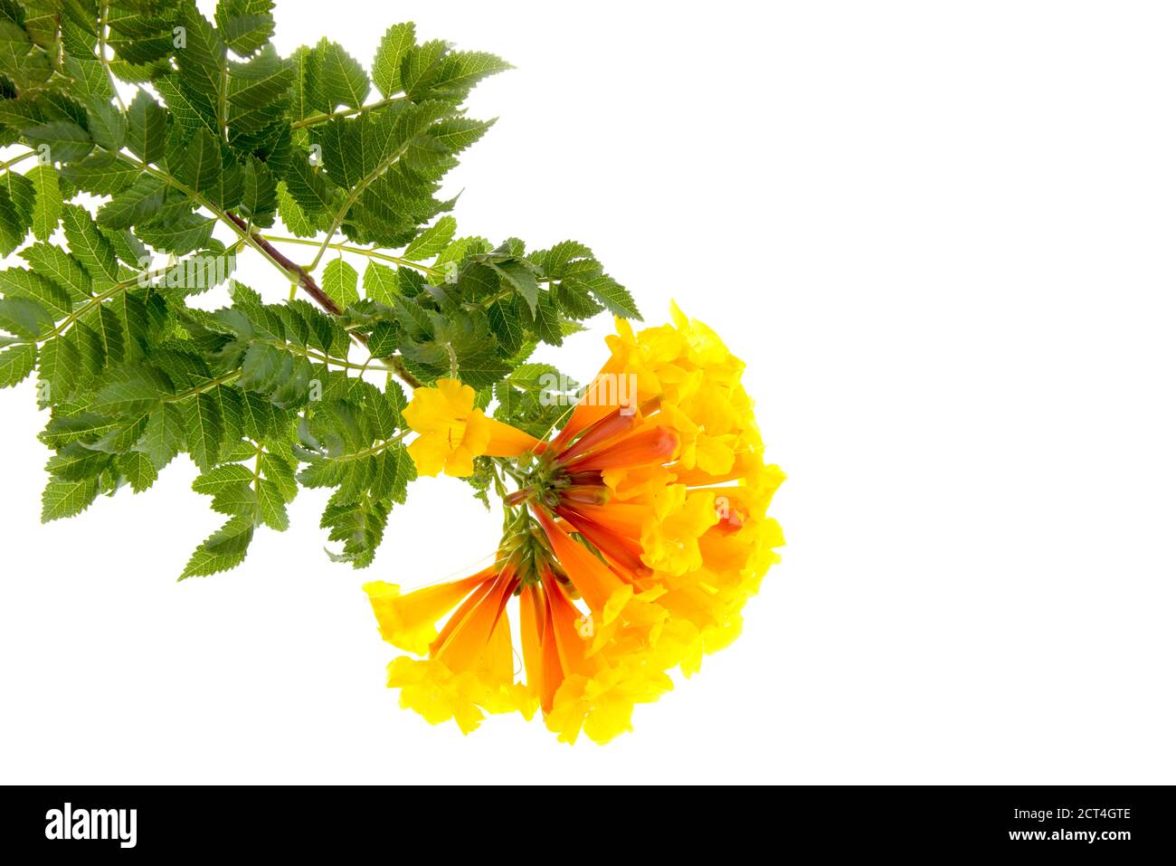 Tecoma shrub hi-res stock photography and images - Alamy