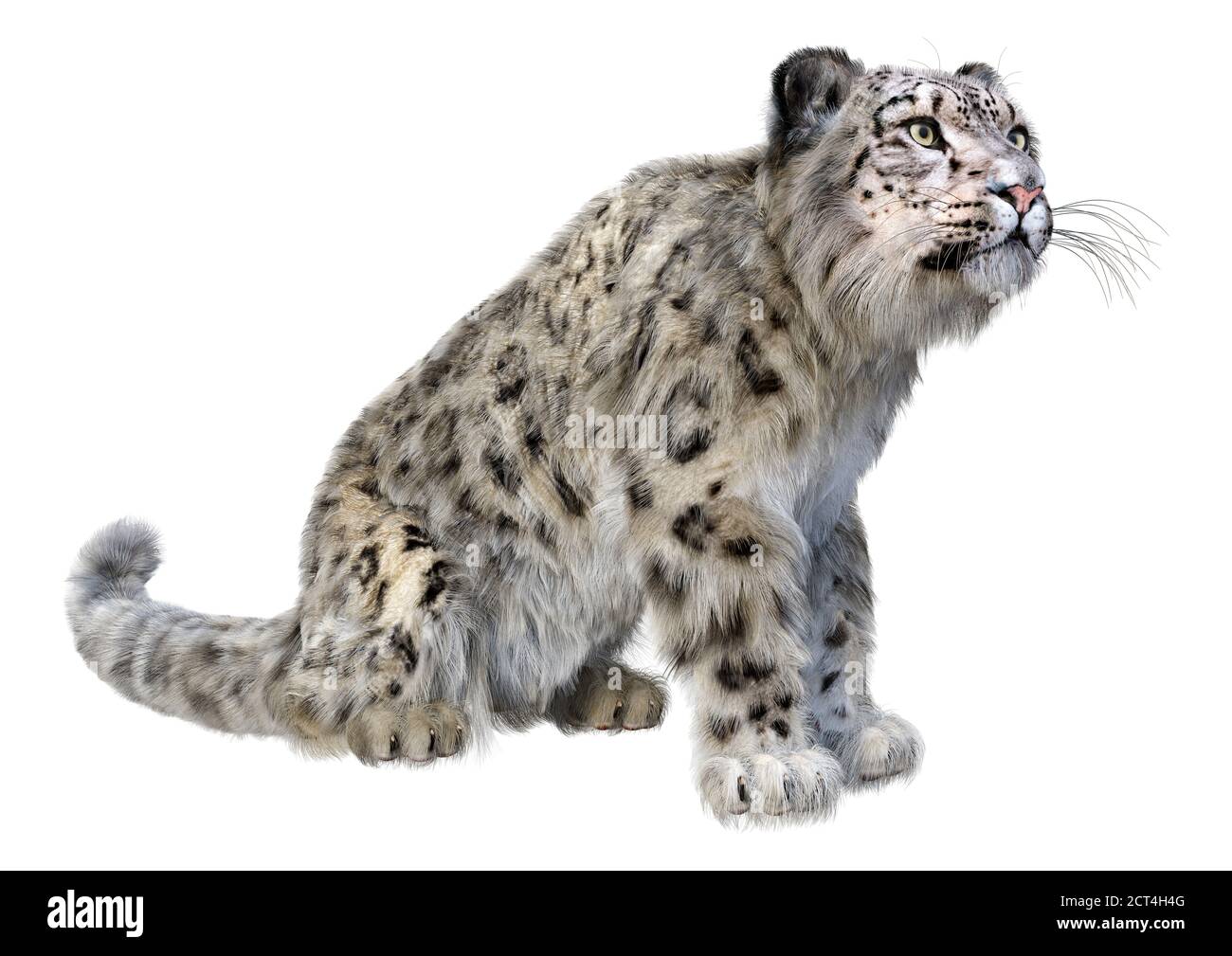 3D rendering of a big cat snow leopard isolated on white background ...