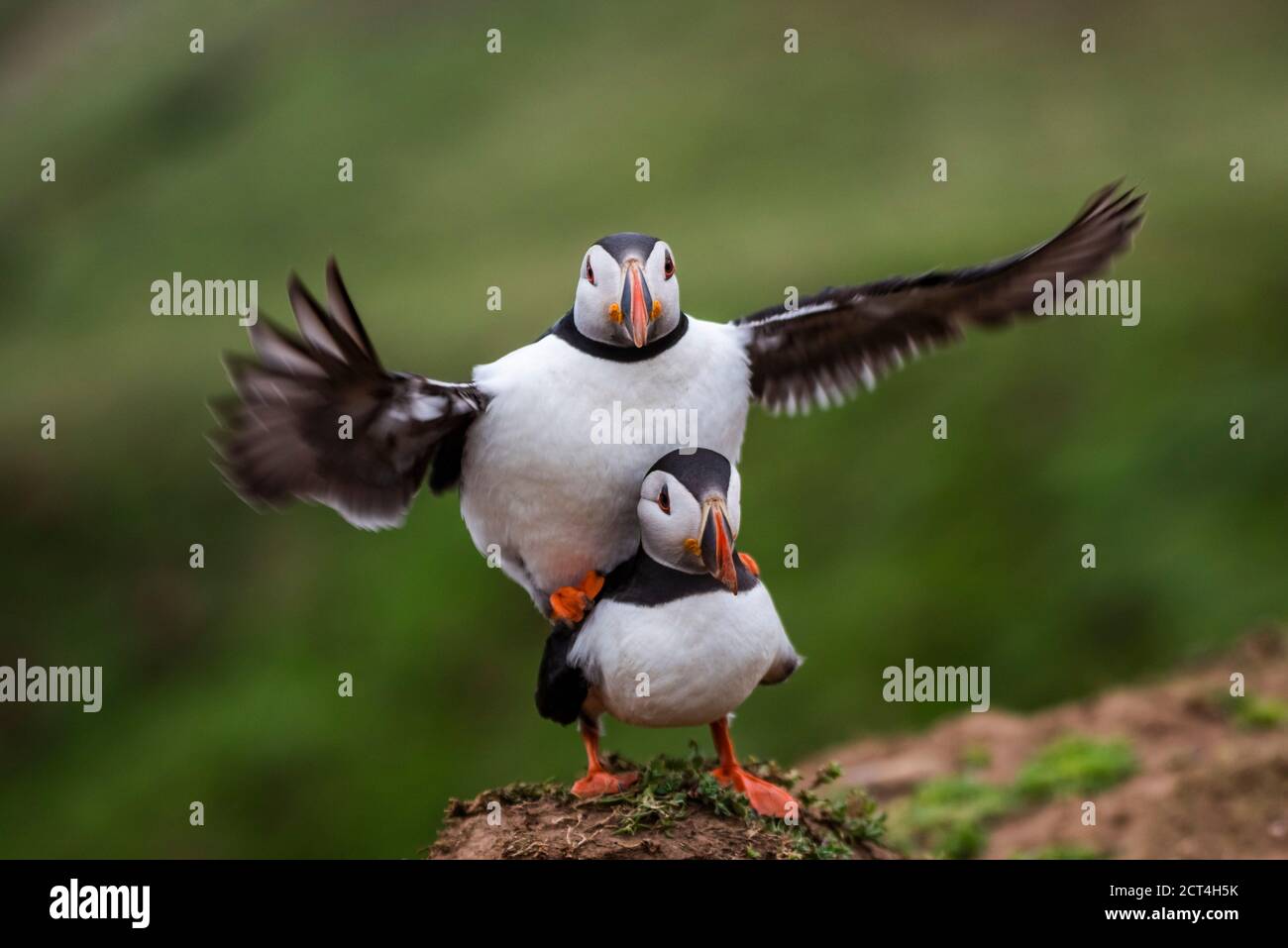 Puffin close up in its natural environment hi-res stock photography and ...