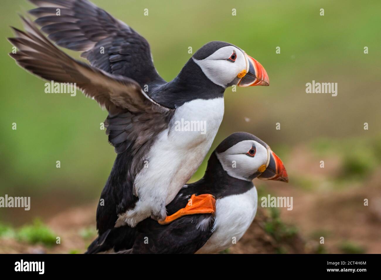 Cute puffins mating on Skomer Island, Pembrokeshire Coast National Park ...
