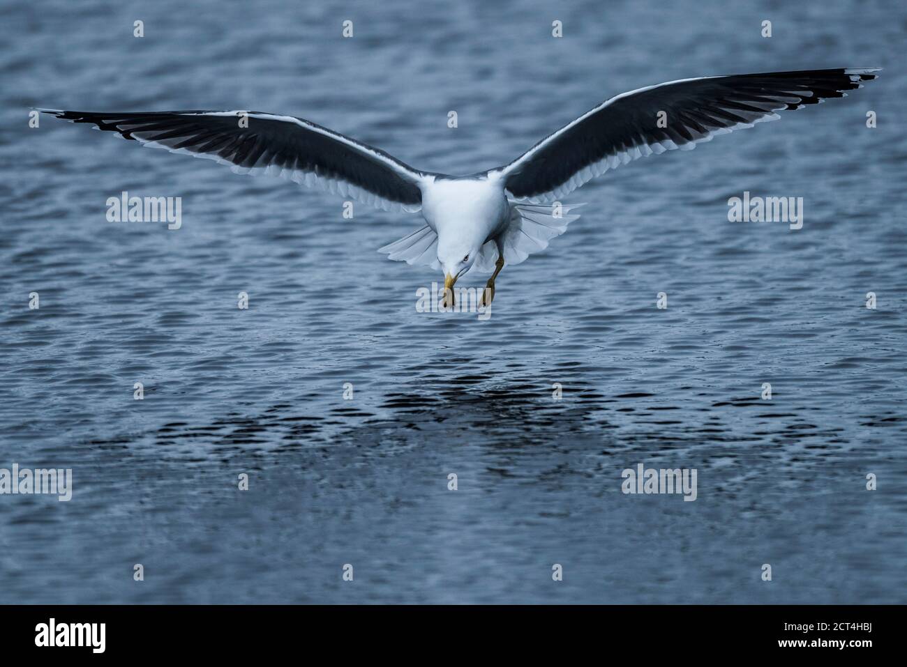 National Animal Of Wales High Resolution Stock Photography and Images ...
