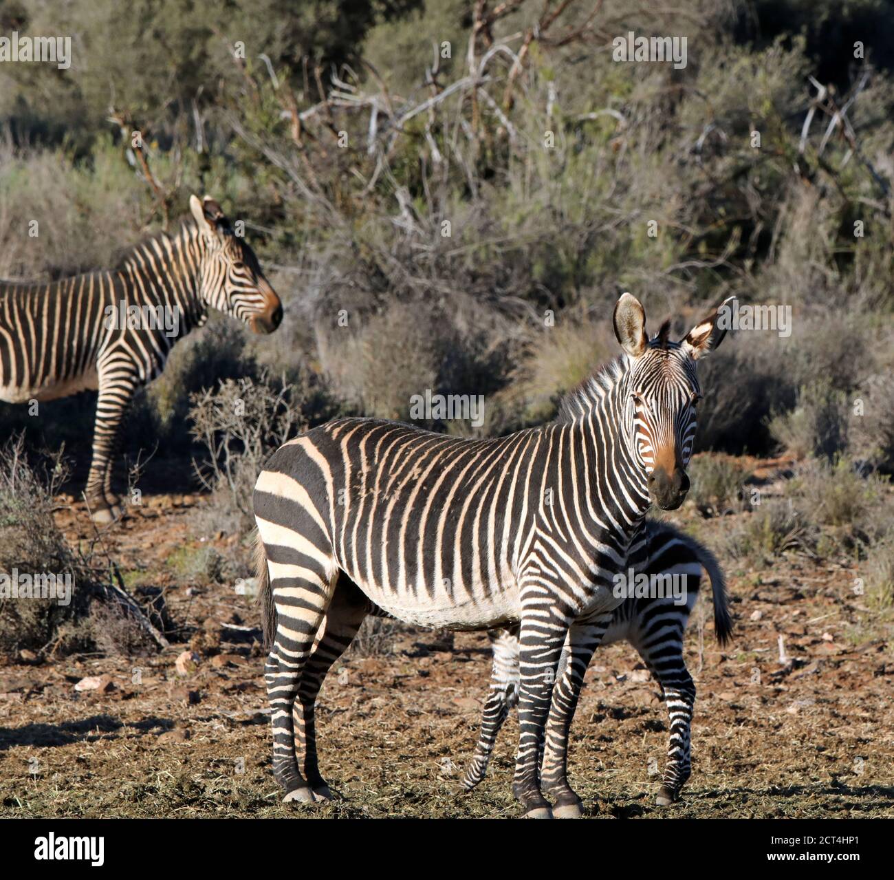 Mare zebra hi-res stock photography and images - Alamy