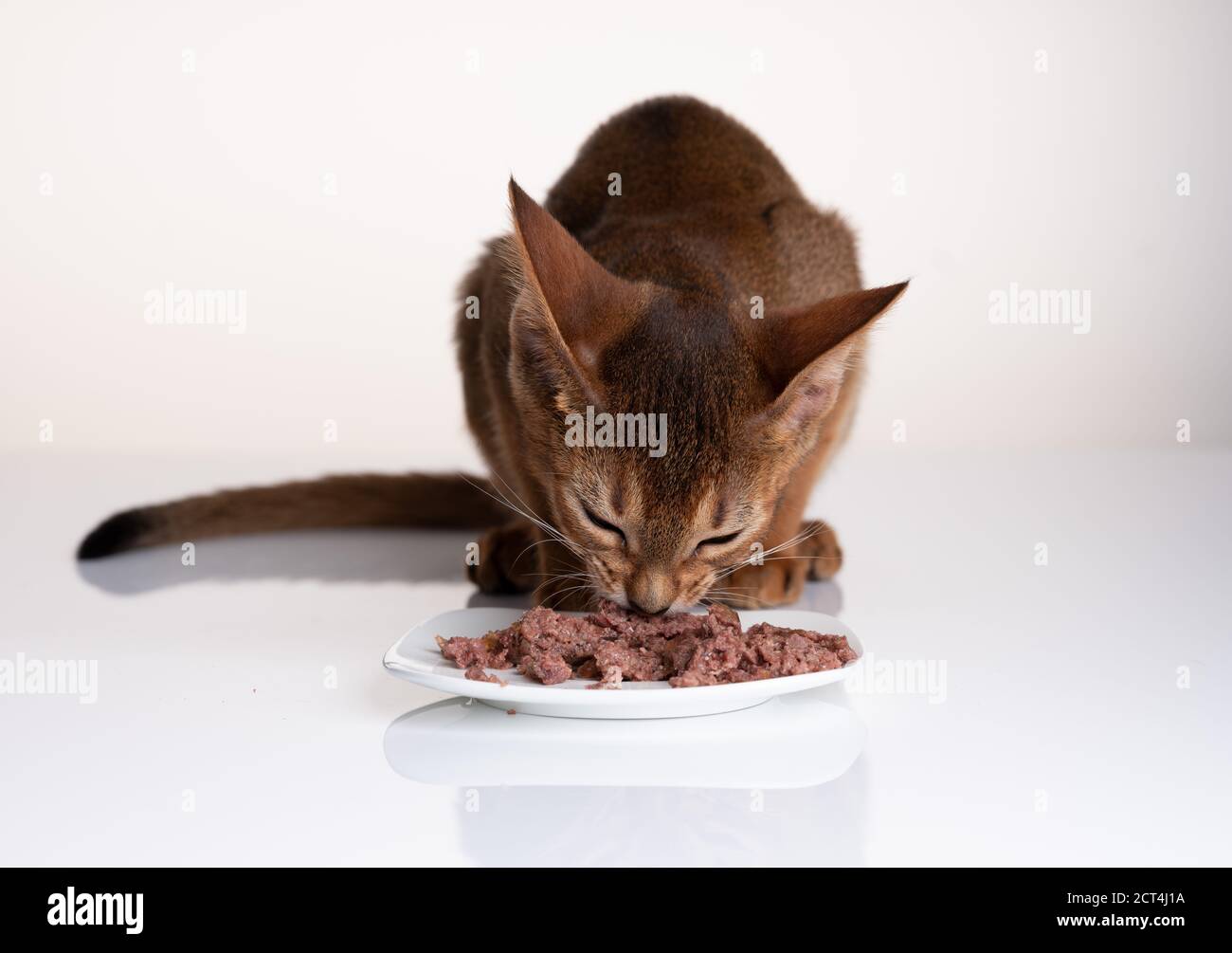 Studio Shot on White of Abyssinian Kitten eating Cat Food from Plate ...