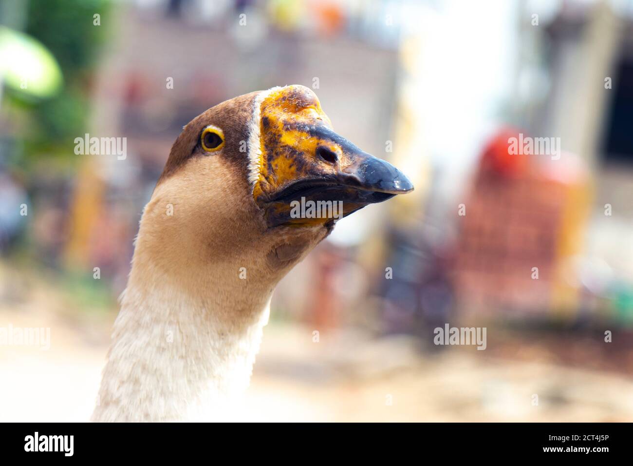 Indian goose hi-res stock photography and images - Alamy