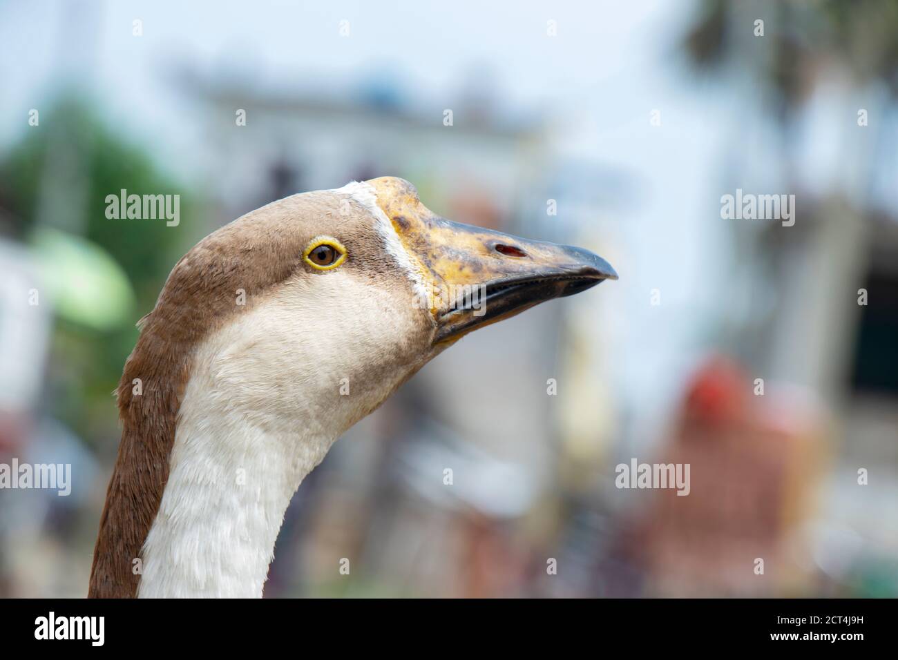 Indian goose hi-res stock photography and images - Alamy