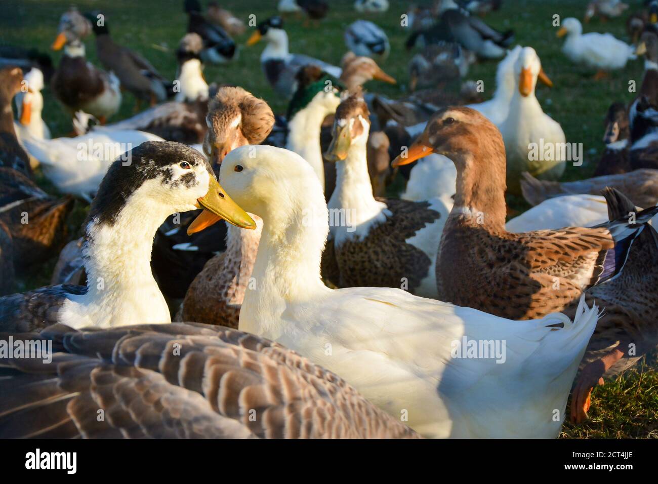 Herding geese hi-res stock photography and images - Alamy