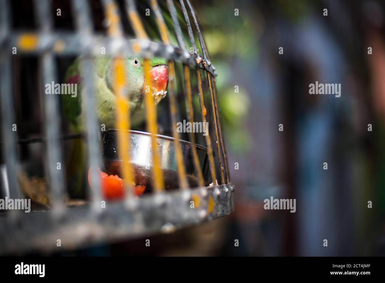 Indian parrot cage hi-res stock photography and images - Alamy