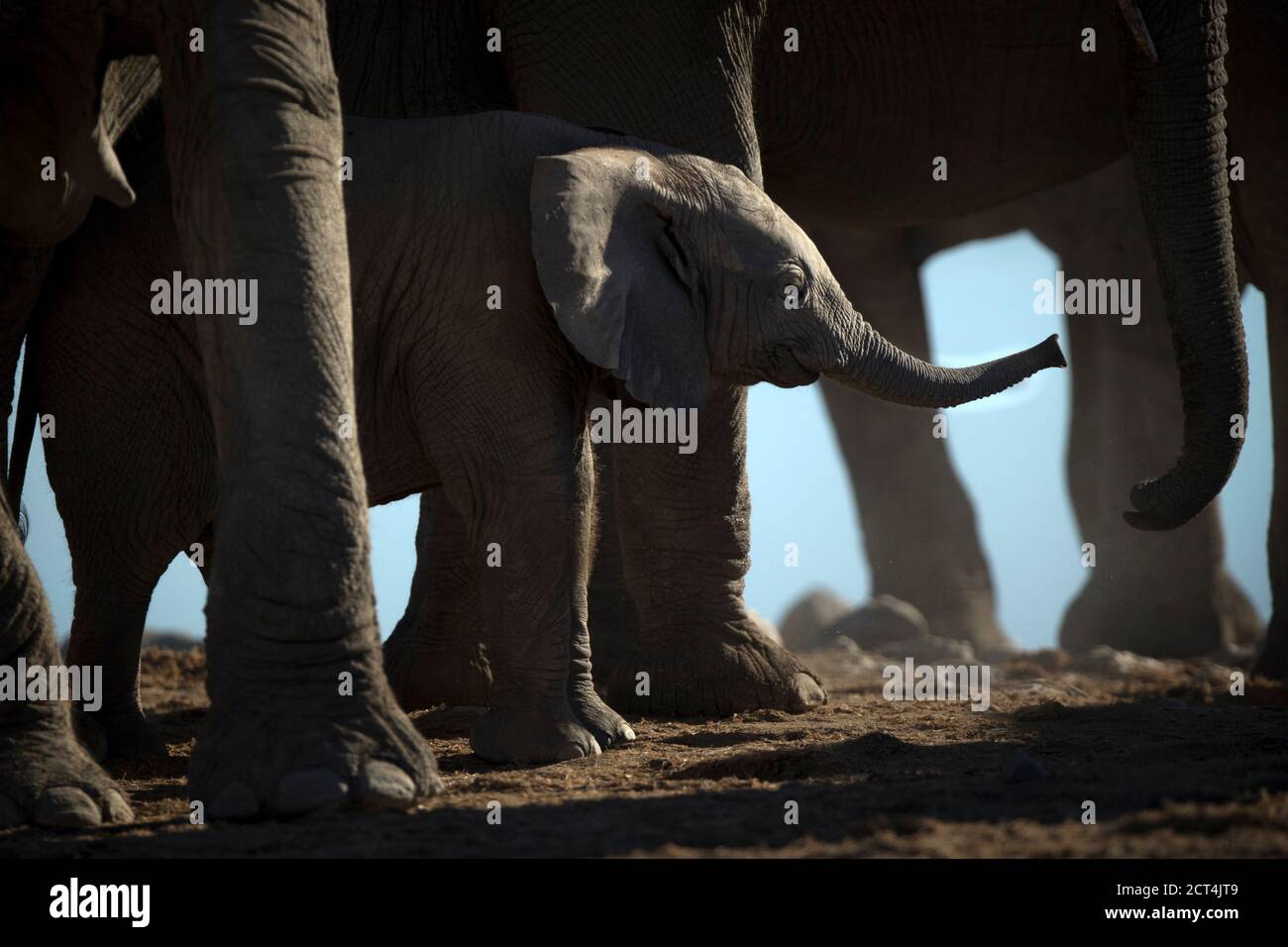 Elephants in namibia hi-res stock photography and images - Alamy